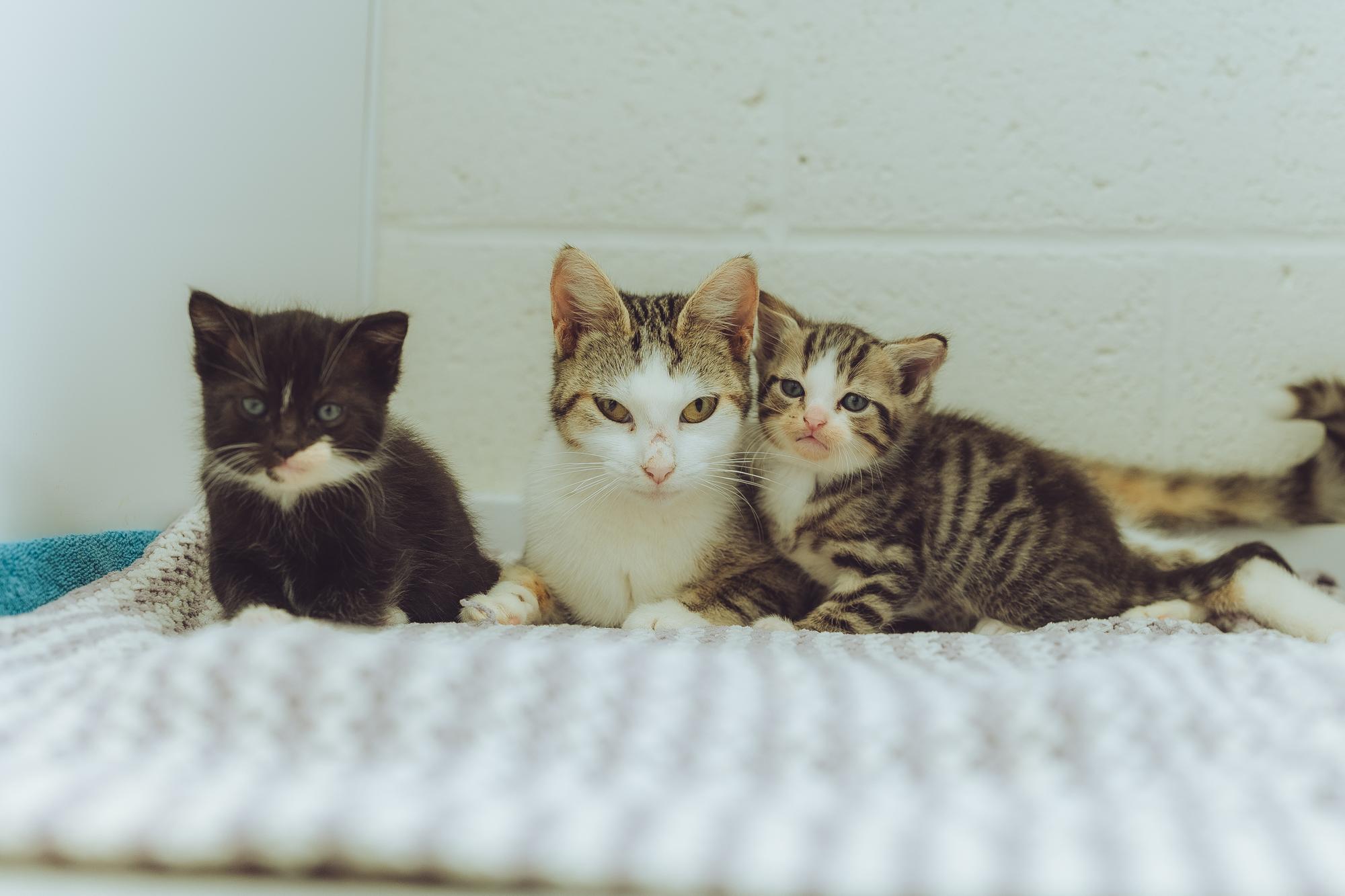 Runaway cat fitted with GPS tracker to locate hidden kittens - after ...