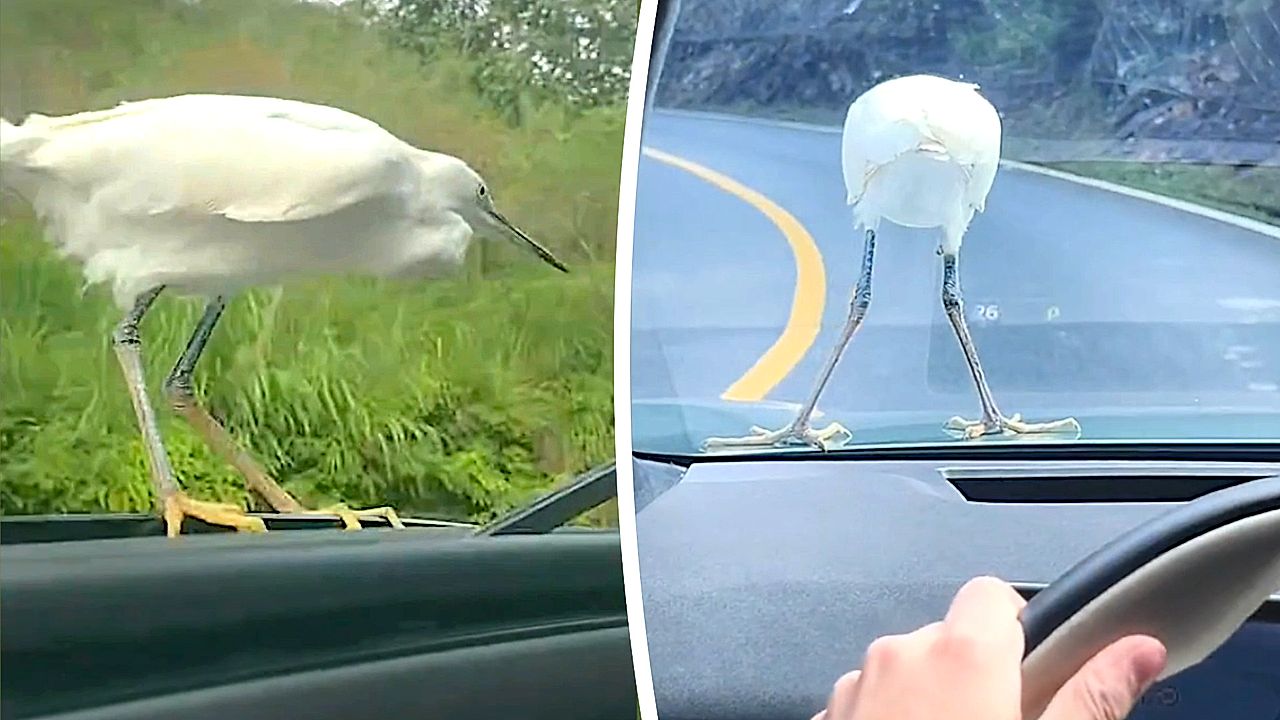 Heron hitchhiker! Wild egret catches free ride on car in China