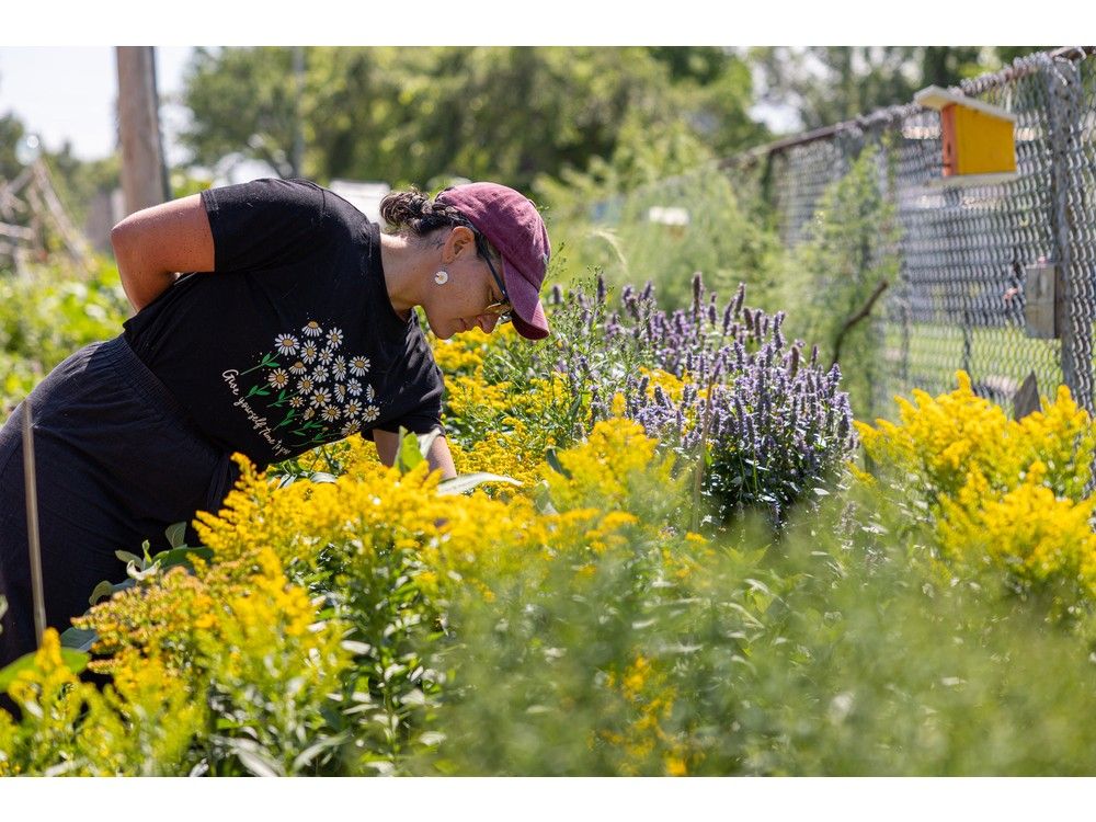 A garden for the community: Buena Vista boulevard attracts more than ...