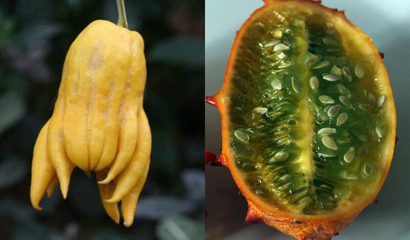 Rare and exotic fruits you probably haven't heard of