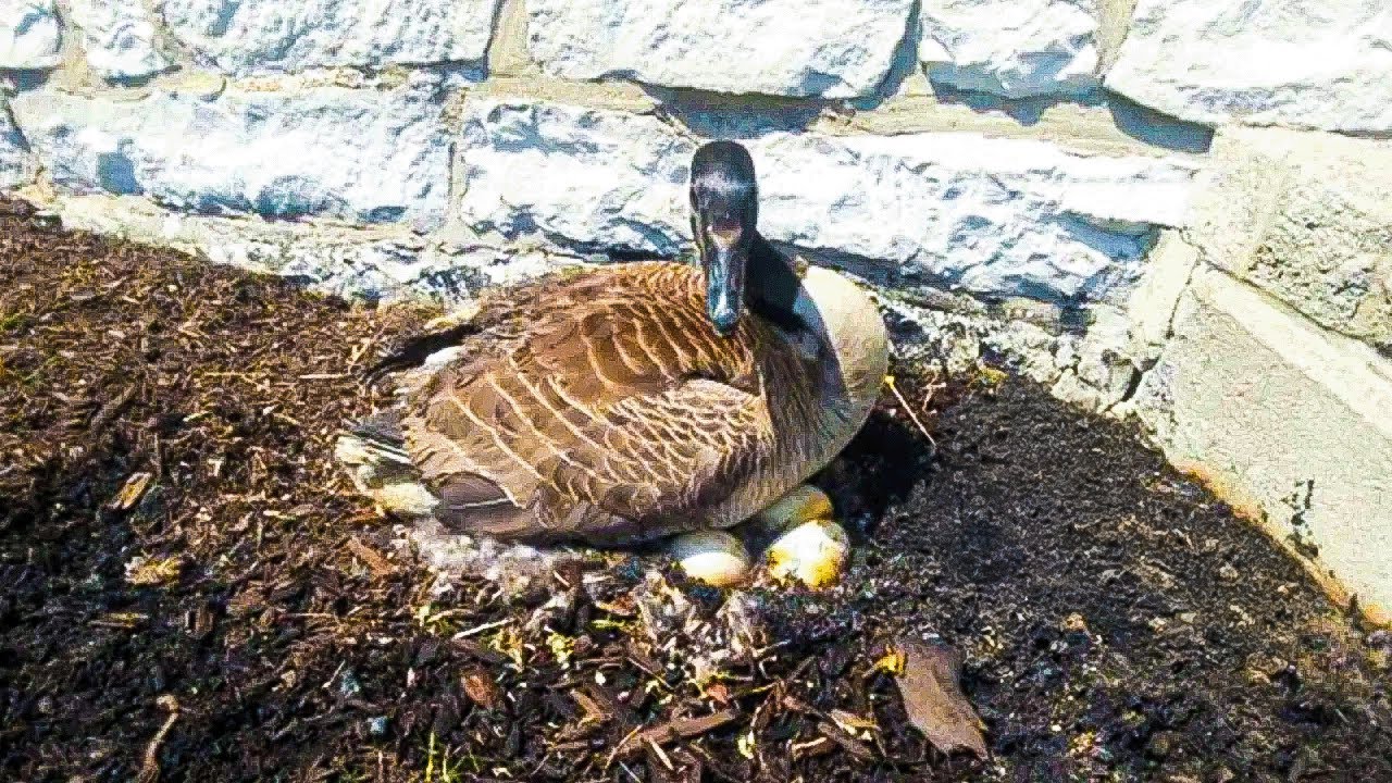 Mother Goose Who Lost Her Babies in a Fire Finds a Heartwarming Way to Heal