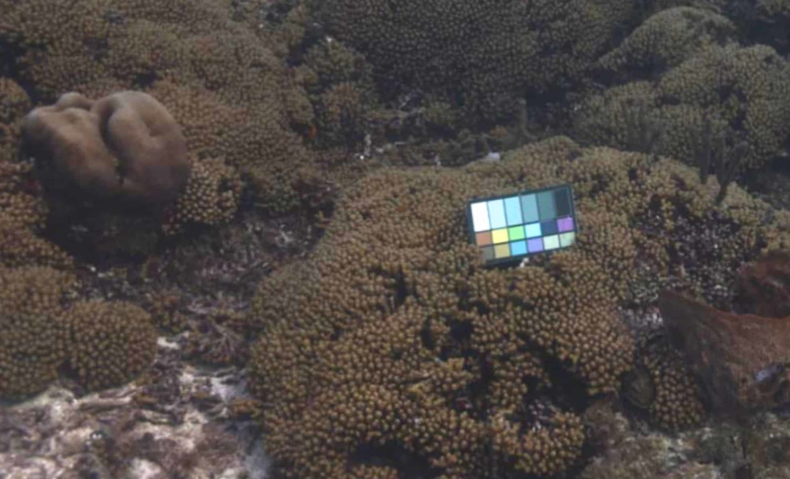 MIT Unveils Technology That Lets You See Through Water Without Getting Wet