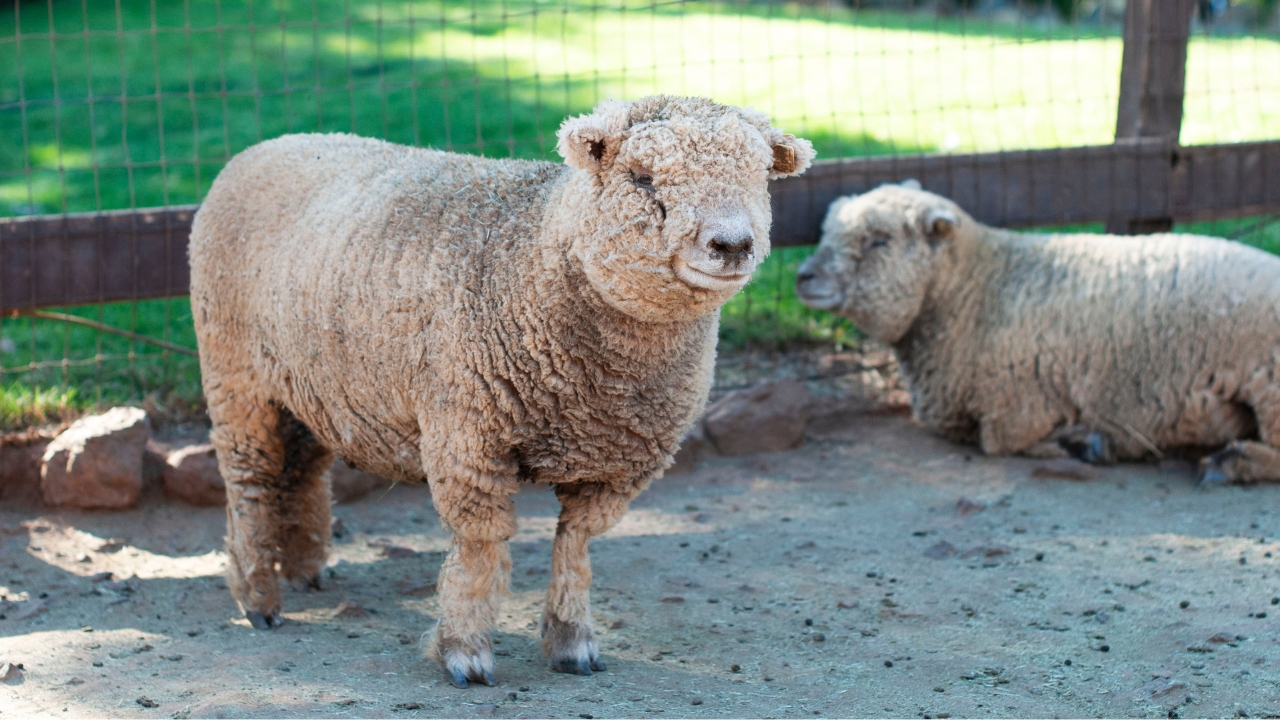 8 cutest sheep breeds in the world