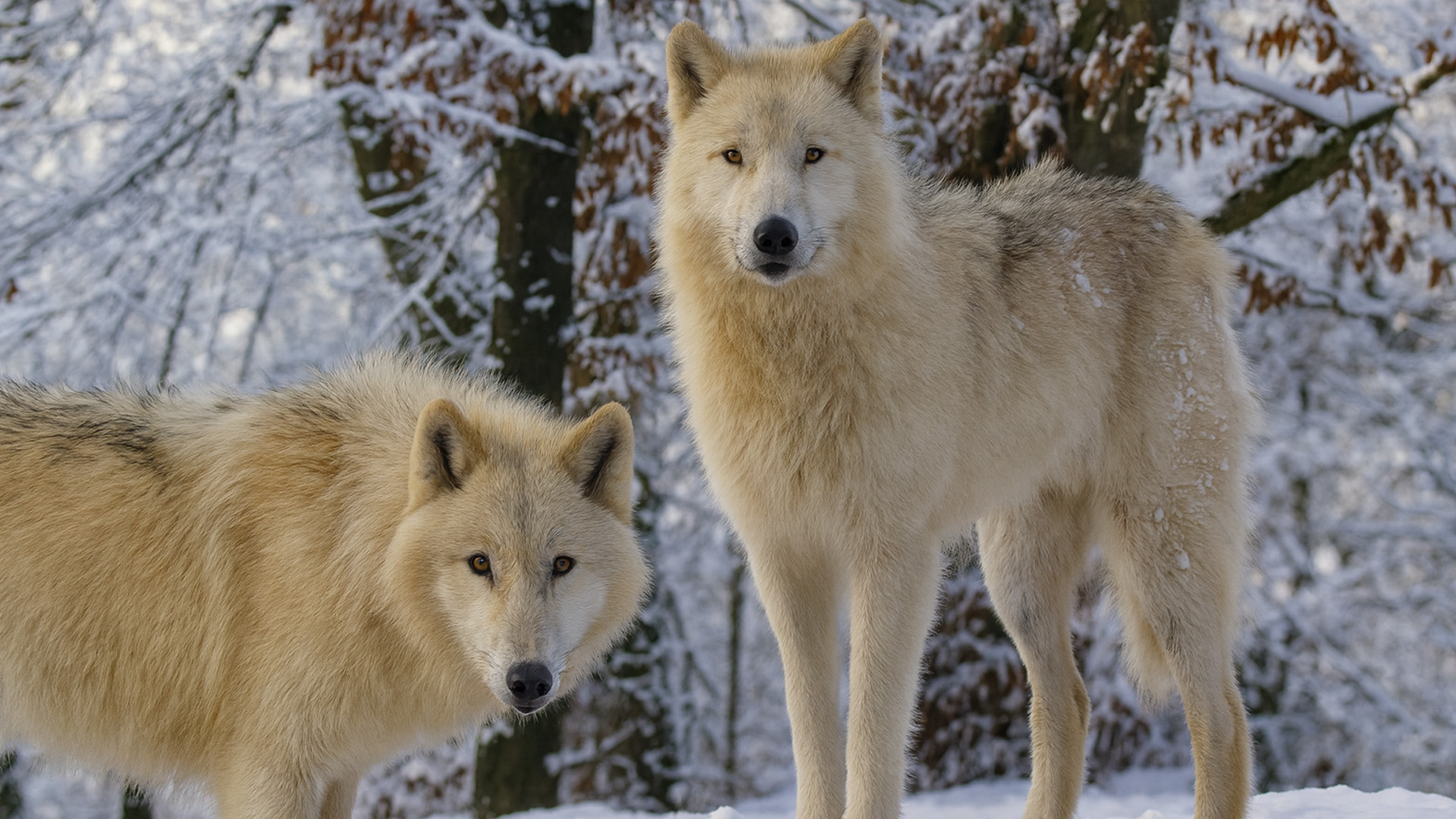 Witte Arctische wolven in de sneeuw