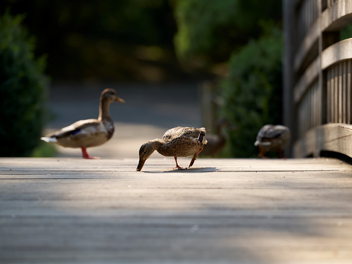 Sigma 135mm F1.4 sample gallery: portrait powerhouse