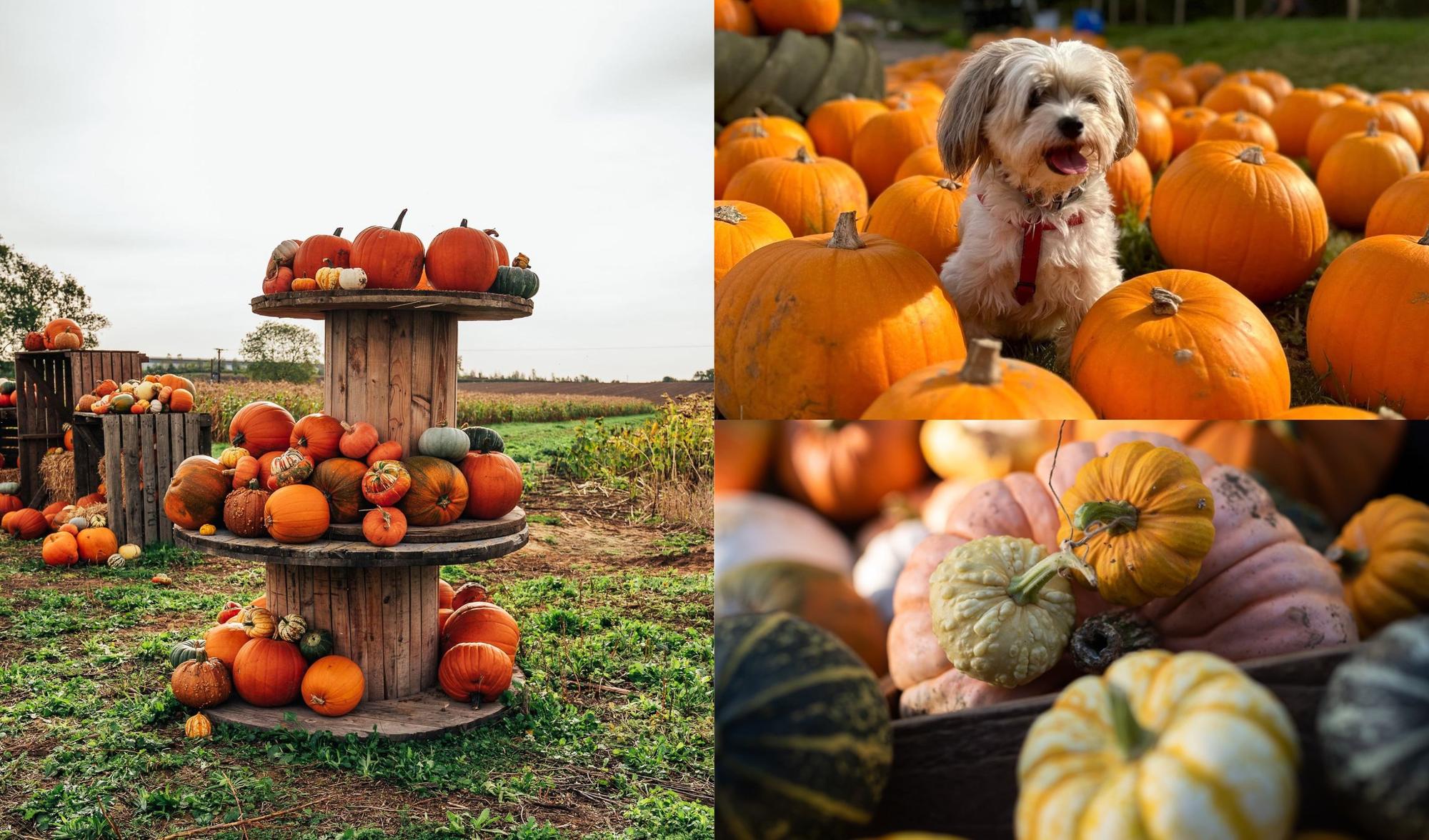 Eight places in Northamptonshire where you can pick your own pumpkin or ...