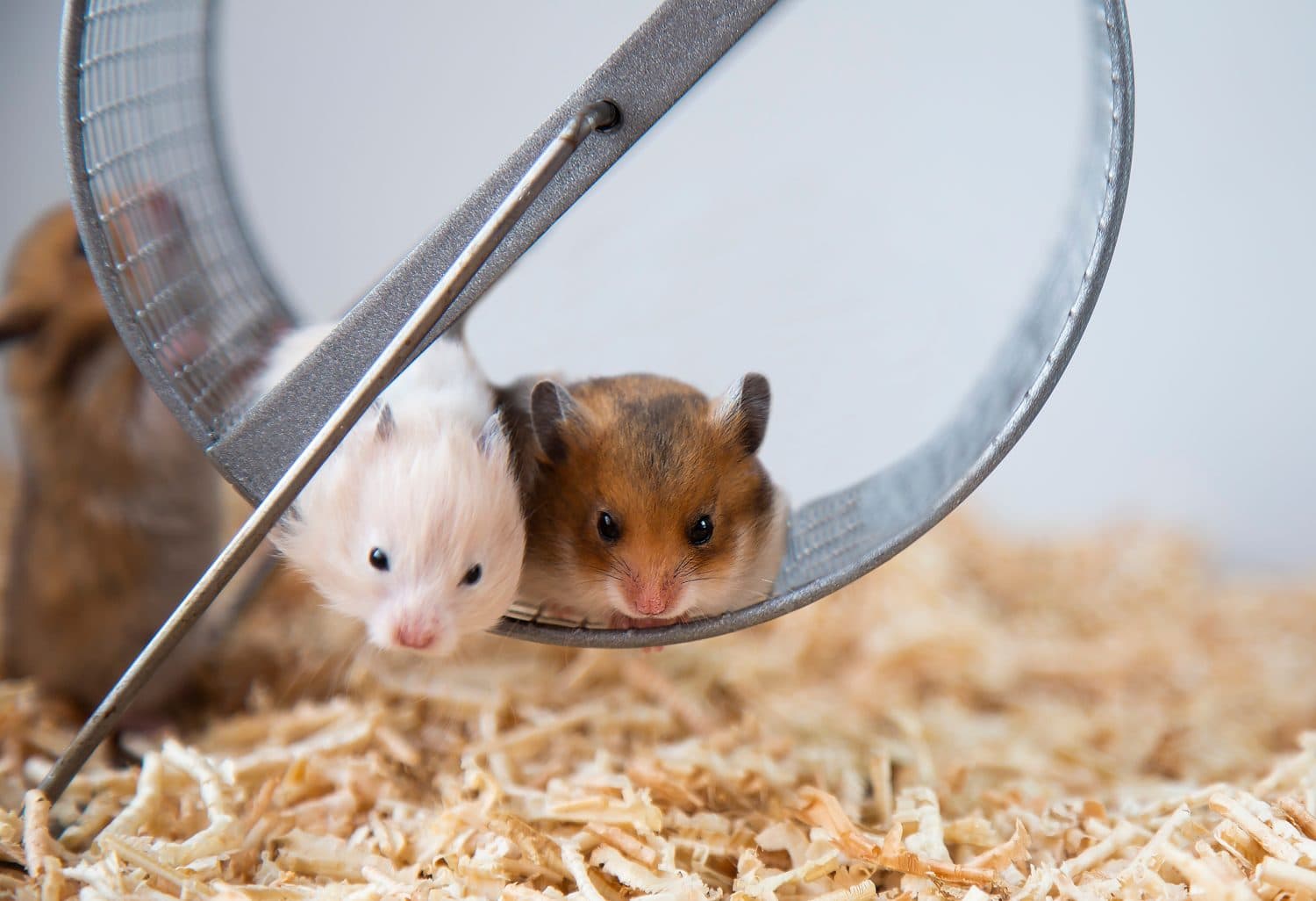 How to Tell If Your Hamster Is Unhappy