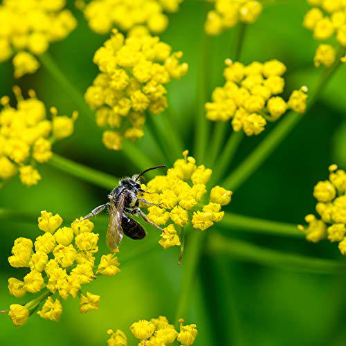 How to grow golden Alexander – for a native North American wildflower ...