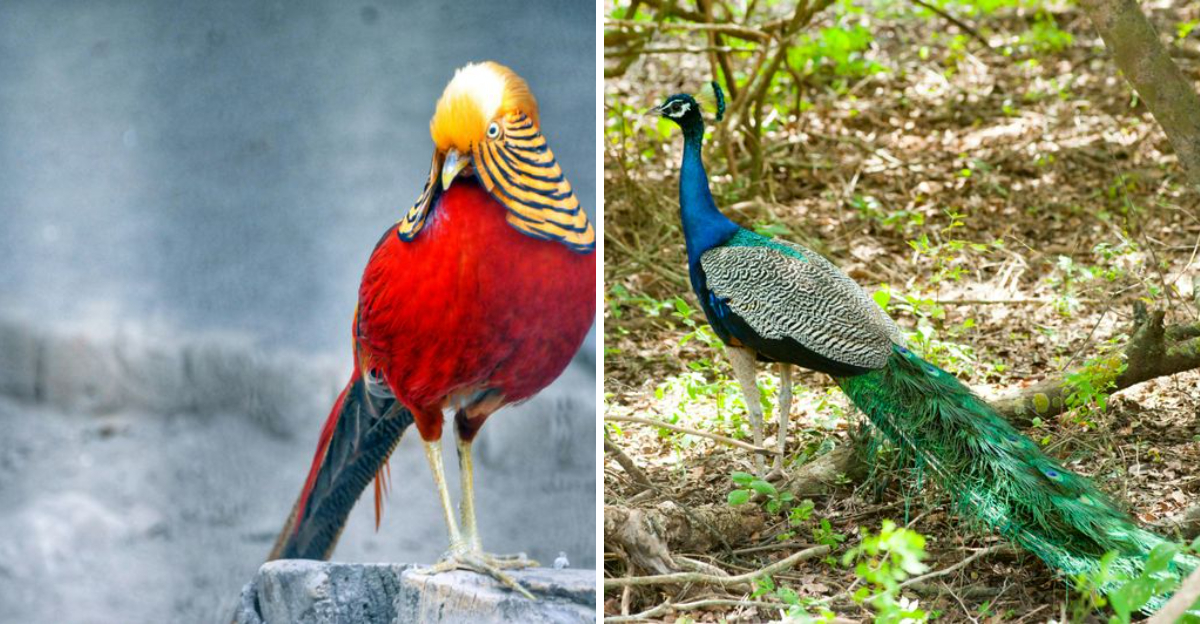 These Feathered Friends Are The Most Beautiful Birds In The World