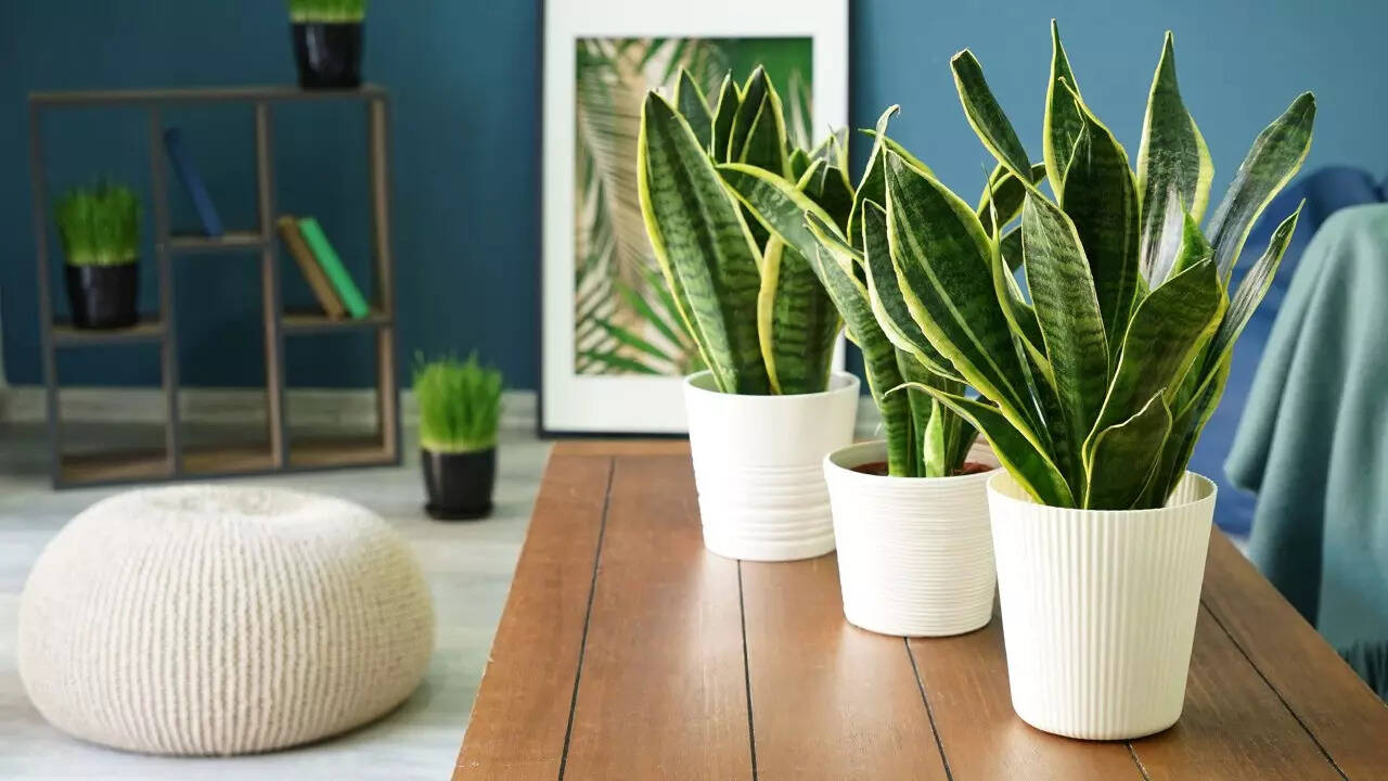 6 air-purifying plants perfect for small apartments