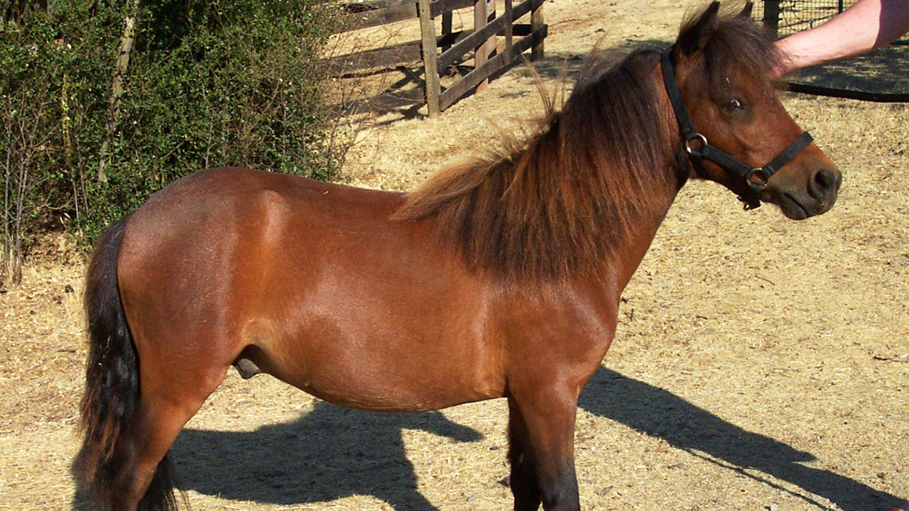 7 mini horse breeds that win everyone over