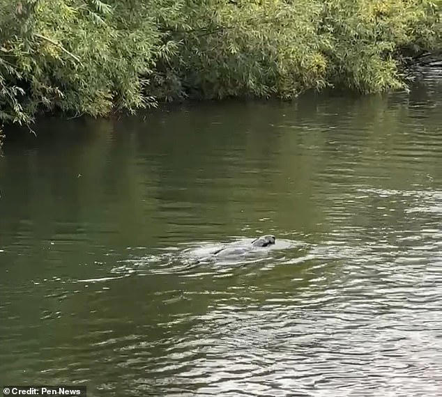 The Lost Ness Monster! Experts baffled as mystery creature filmed ...