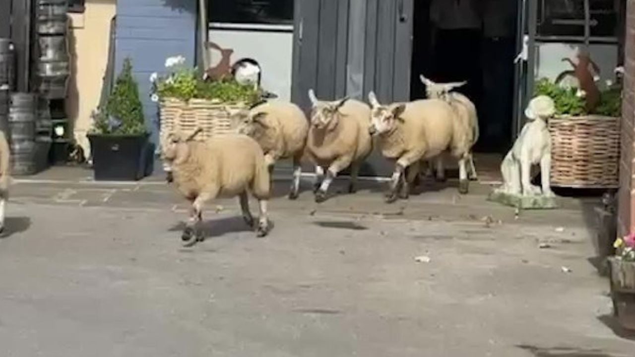 Watch the hilarious moment eight sheep wander into a pub