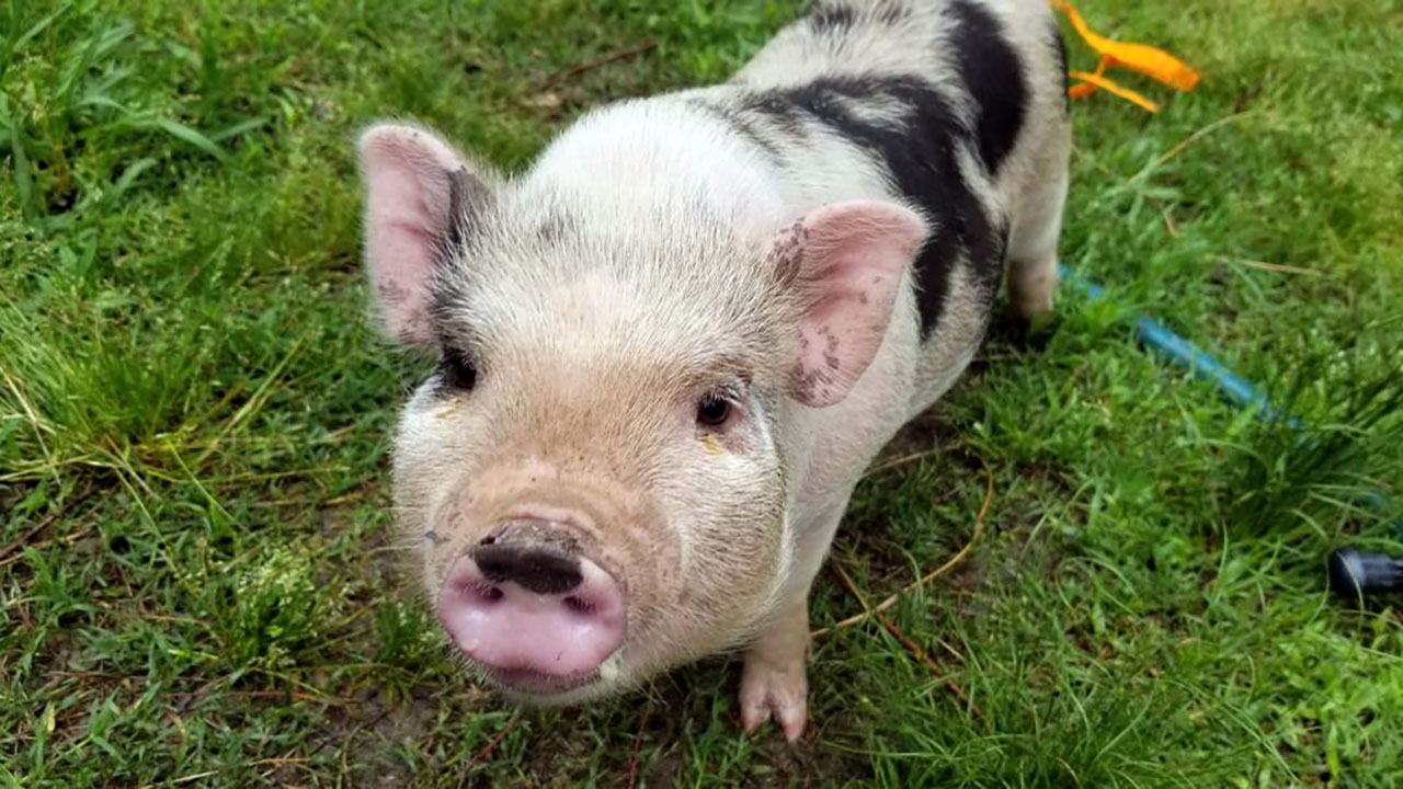 8 adorable mini pig breeds you’ll want on your homestead