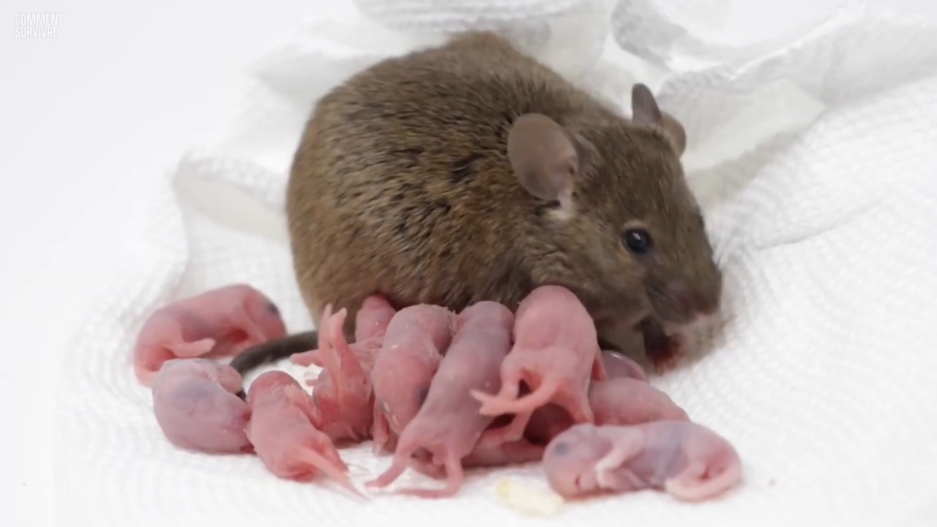 Comment survivre à une infestation de souris