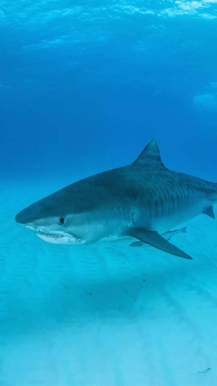 10 fish in the sea named after land animals and where to spot these