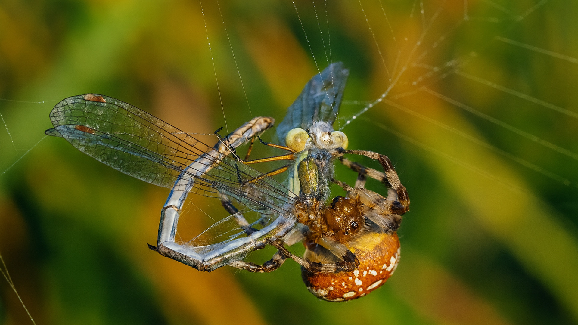 Insect Predator: Spider Faces Its Prey in the Wild