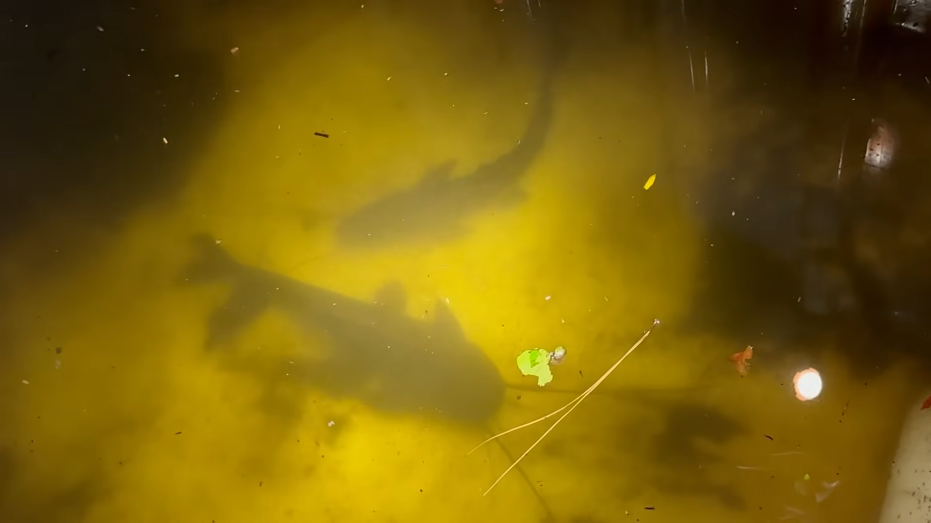 Swamp Monster Uncovered - Hidden Creature Found In Forgotten Pond