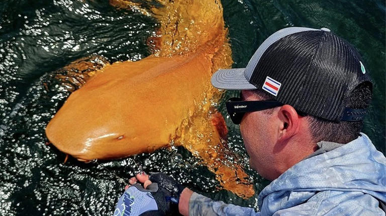The World's First Orange Shark Is The Result Of Two Rare Conditions