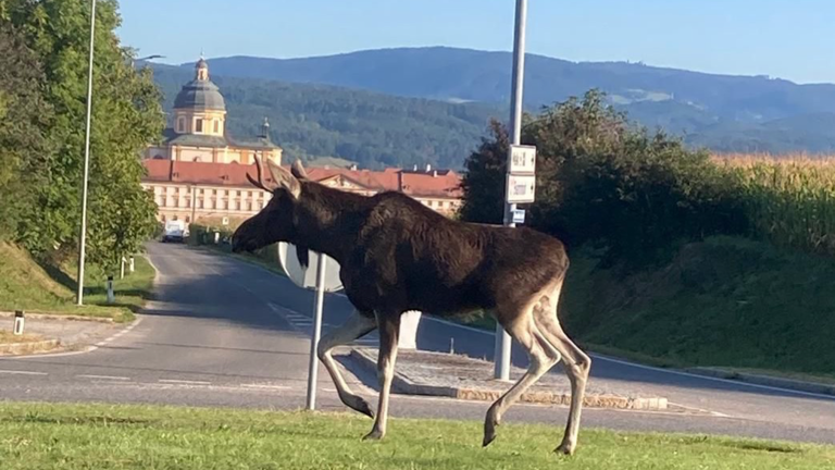 Durch die Donau – Elch Emil galoppiert Richtung Heimat