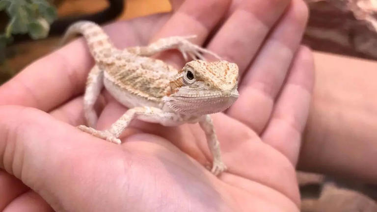 Bearded dragons are becoming the world’s most loved and favourite pets ...