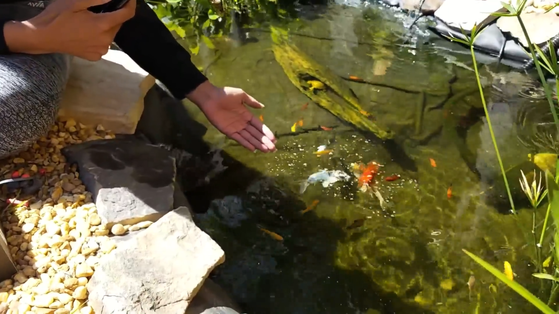1 Evil Goldfish Destroys Entire Pond - Shocking Minu-Mu Chaos