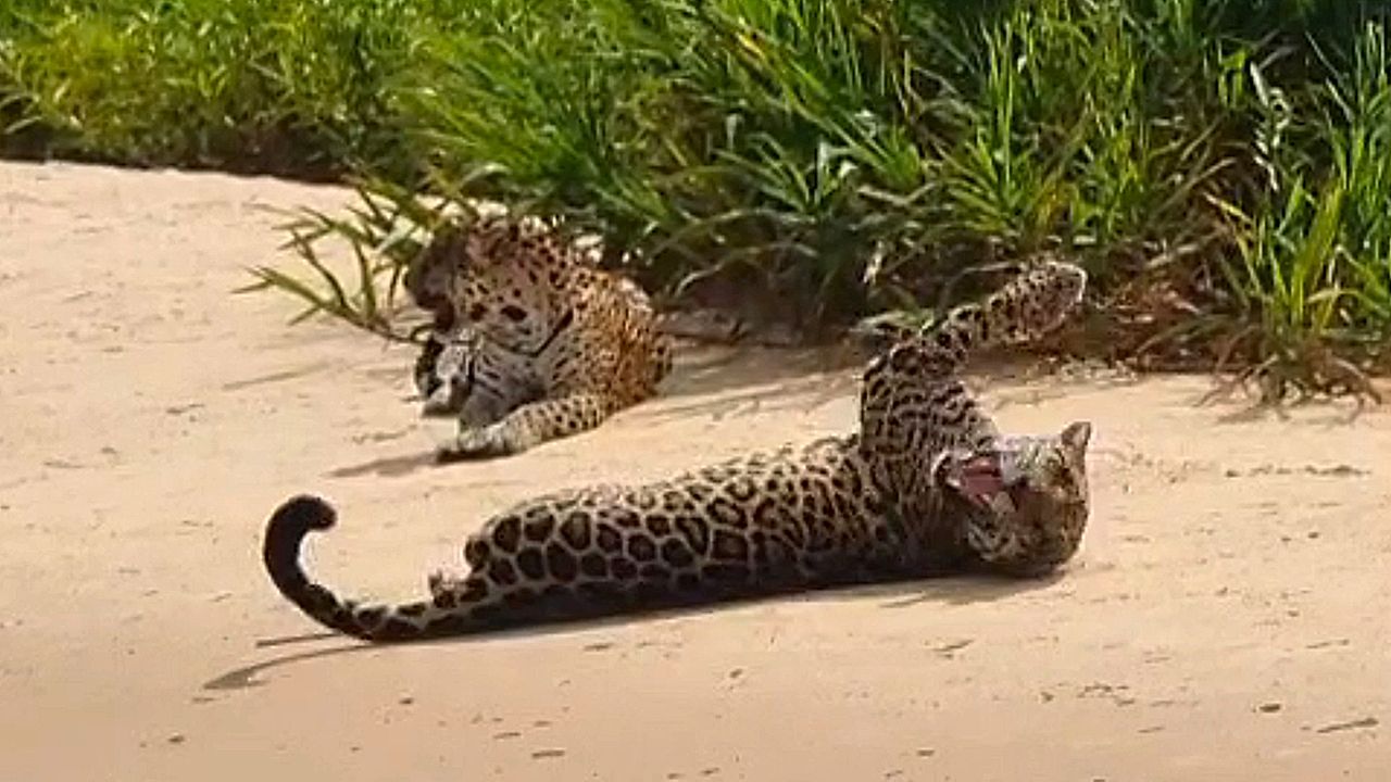 Mighty jaguar meets its match in tiny bug