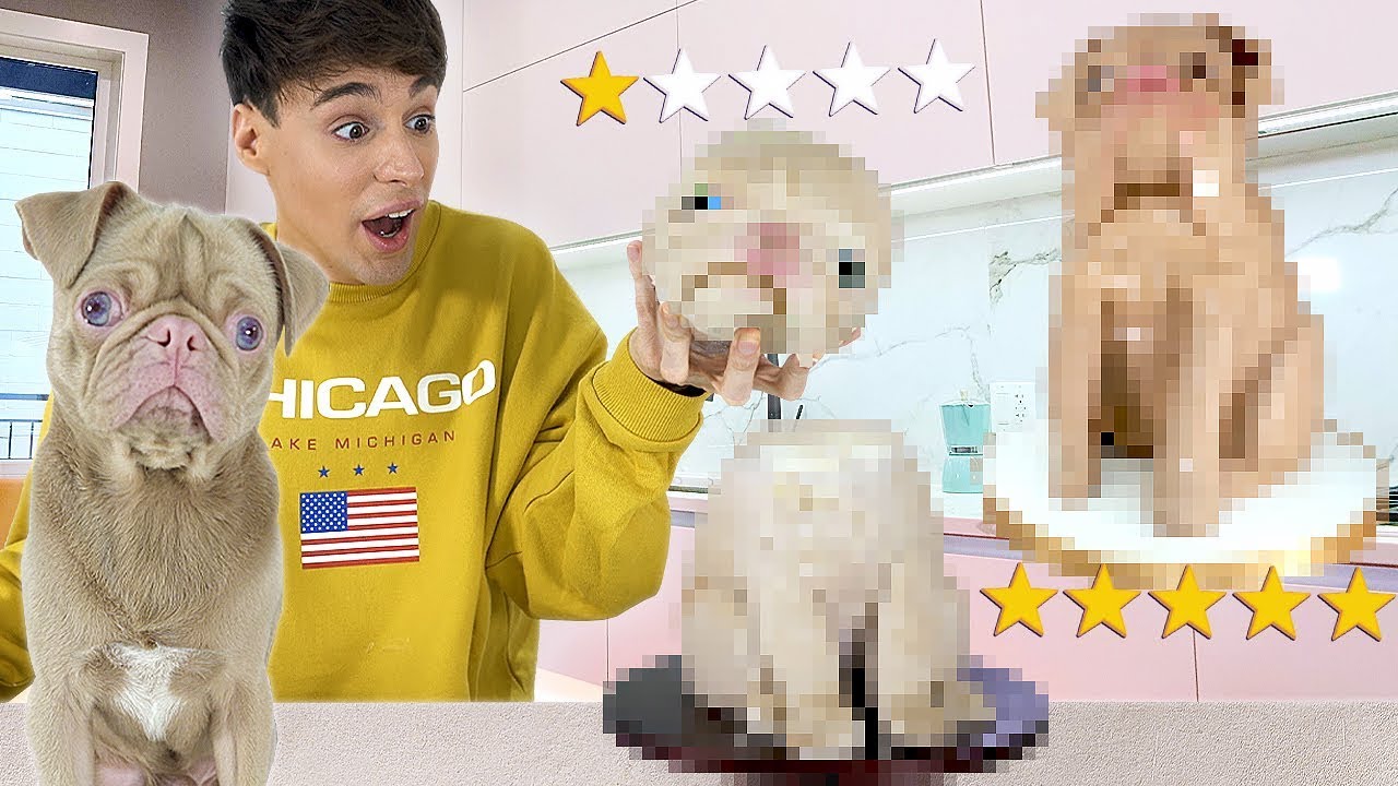 Ordering hyper-realistic cakes of my dog from bakeries