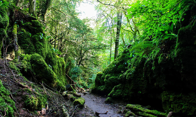Hidden gem 'ancient magical forest' that inspired The Lord of the Rings ...