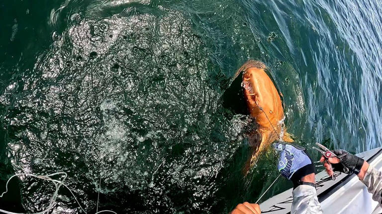 The World's First Orange Shark Is The Result Of Two Rare Conditions