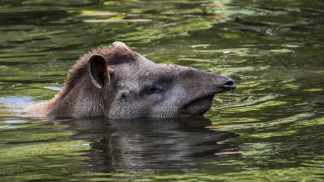 Clever tapir outsmarts stalking jaguar