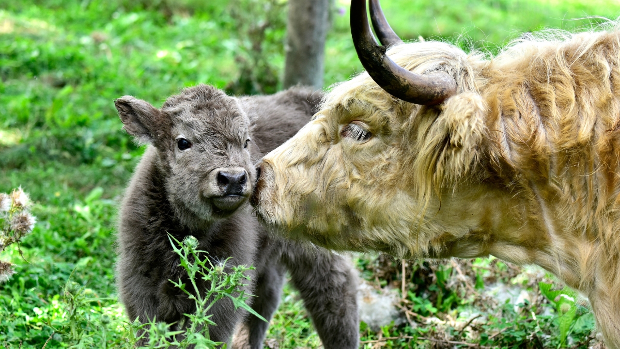 10 cutest cow breeds you’ll ever see