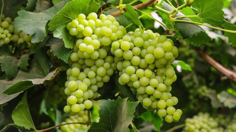 28 Types Of Grapes To Know