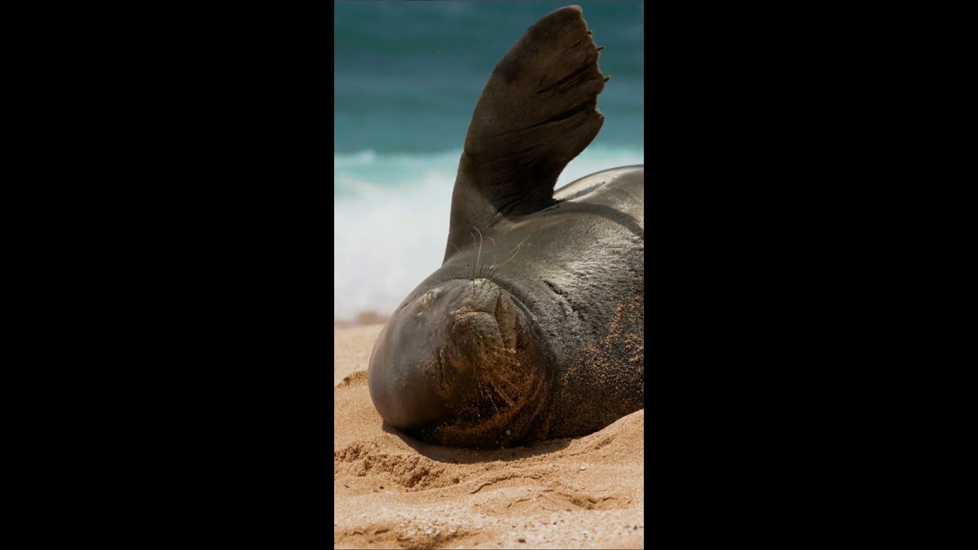 Monk Seal Close-Up: Embracing Oceanic Calm.