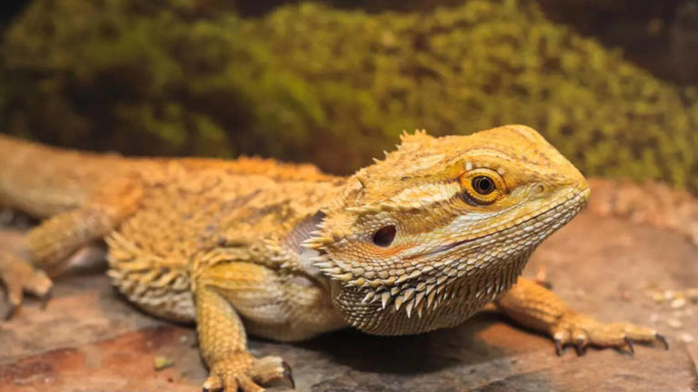 Bearded dragons are becoming the world’s most loved and favourite pets ...