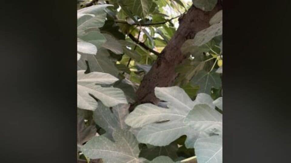 Optical illusion: If you can spot the cat in this viral Reddit ...
