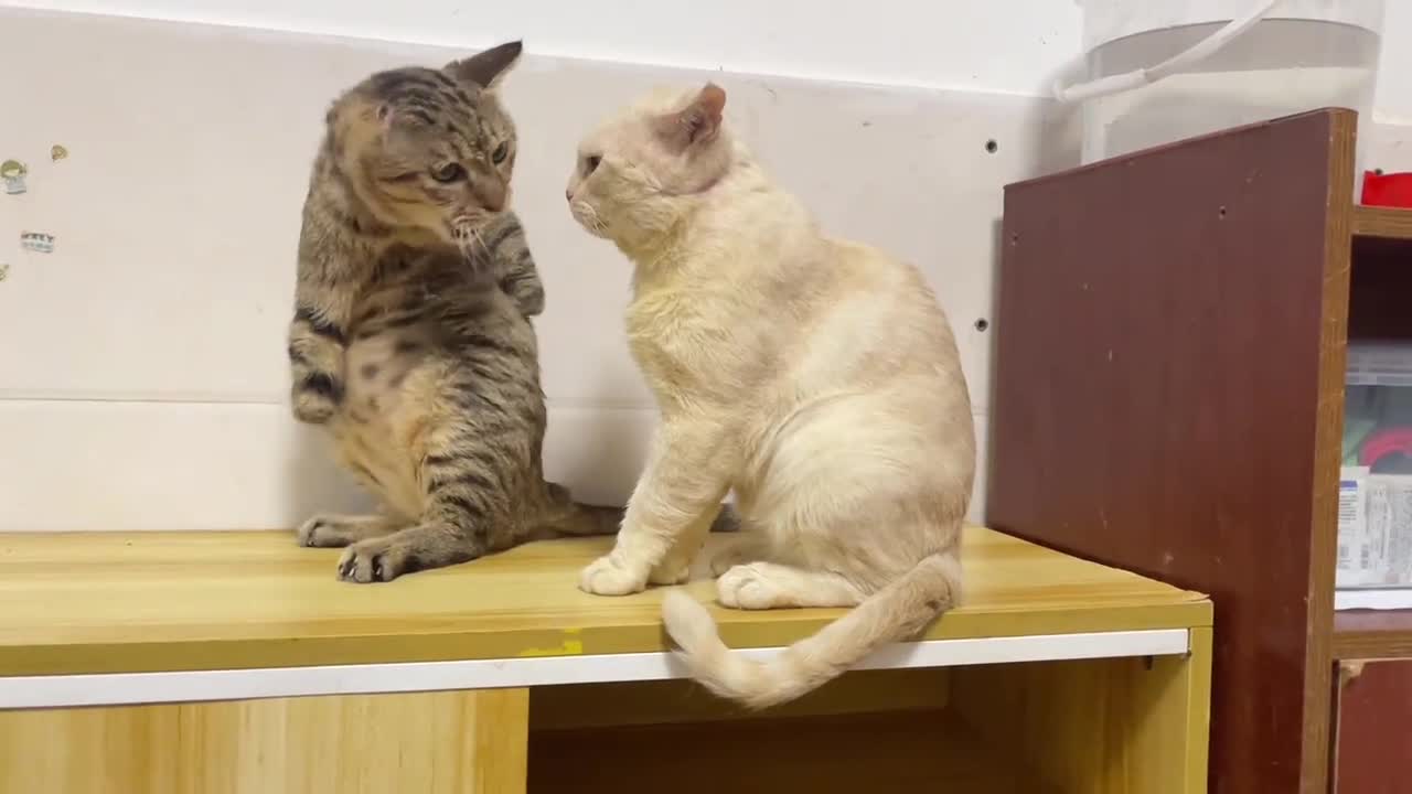 Two cats meow back and forth on a shelf in Guangdong, China