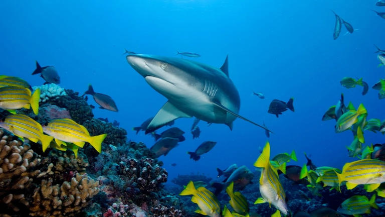 Shark meat being sold as food in US grocery stores, study finds