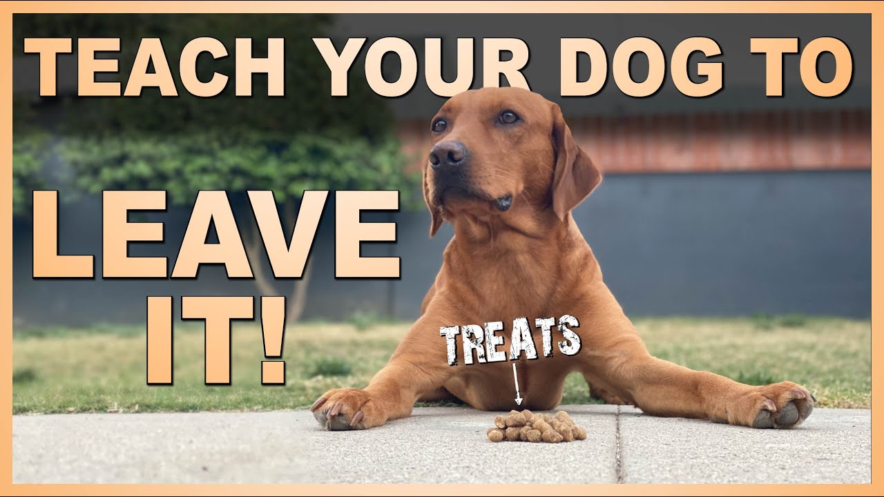Training Your Dog to Obey Instantly: The Leave It Command Explained