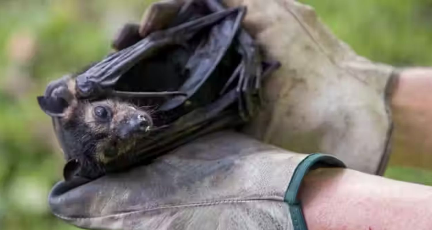 Here’s how endangered spectacled flying fox saves rainforests