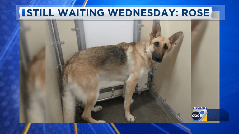 Still Waiting Wednesday: Meet Rose