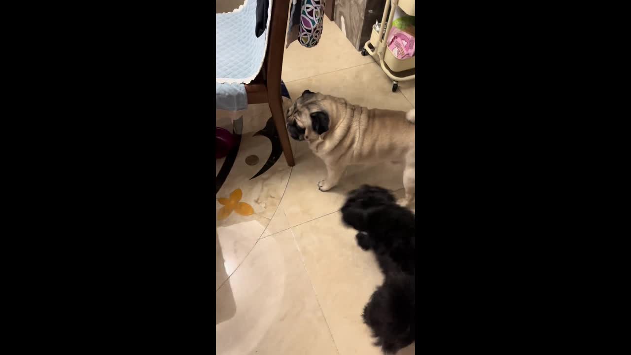 Playful pug chases owner in Liaoning, China