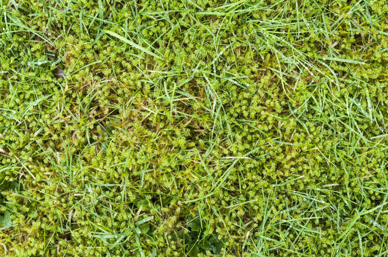 What To Do If Moss Starts Growing In Your Yard