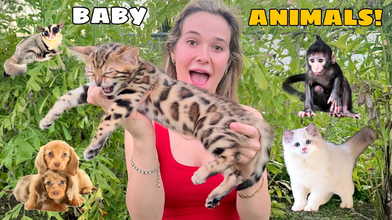 All the babies: My animals together in one heart-melting video