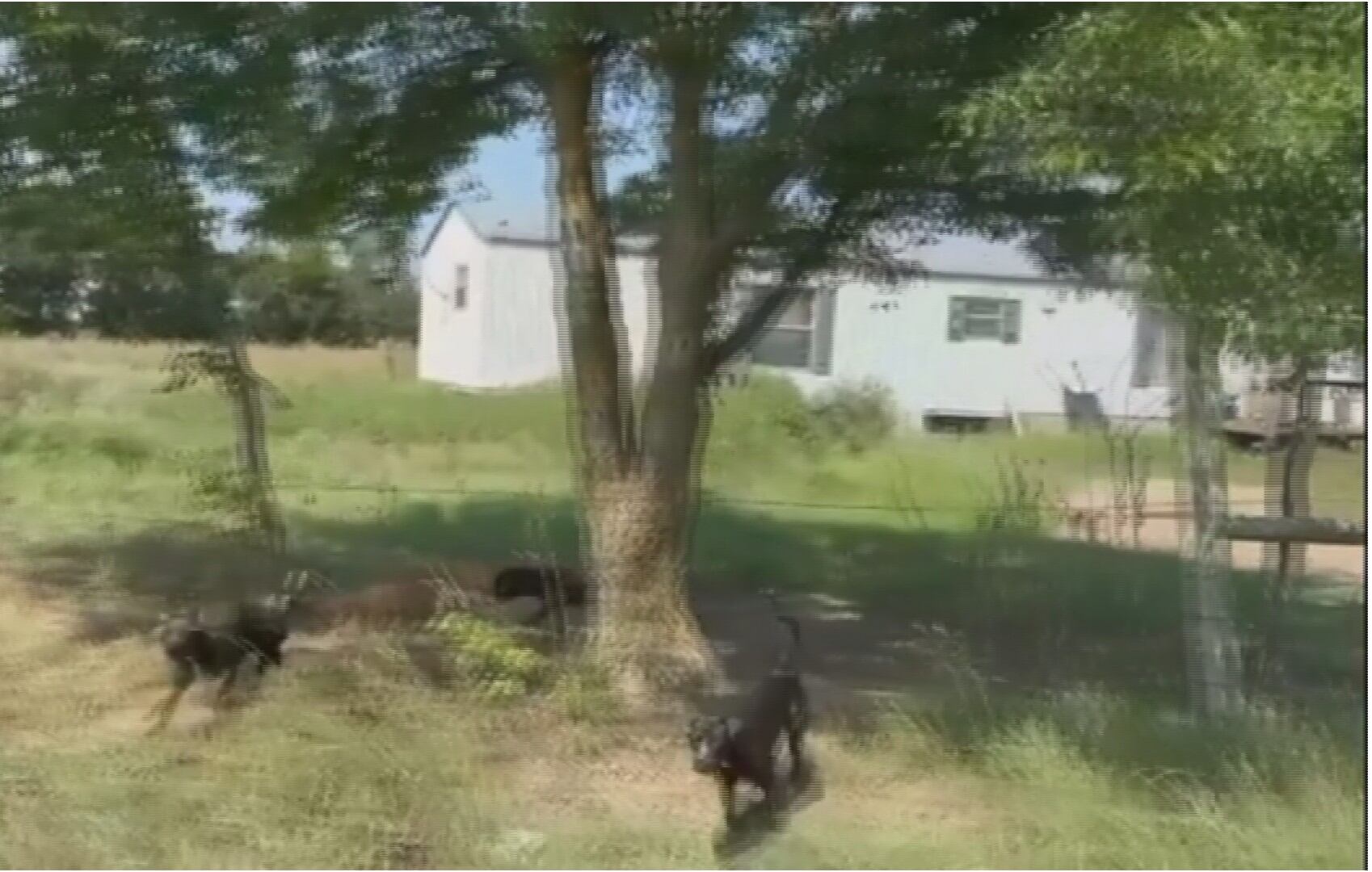 Woman hospitalized after dog attack near Calera