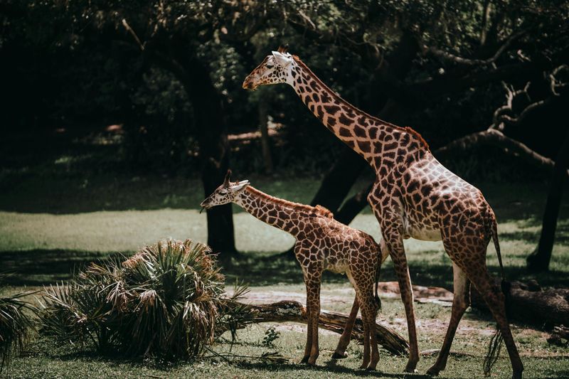 11 Animals That Can Walk As Soon As They’re Born