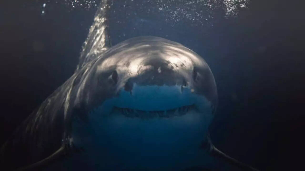 Meet the ocean’s top 8 aggressive predators