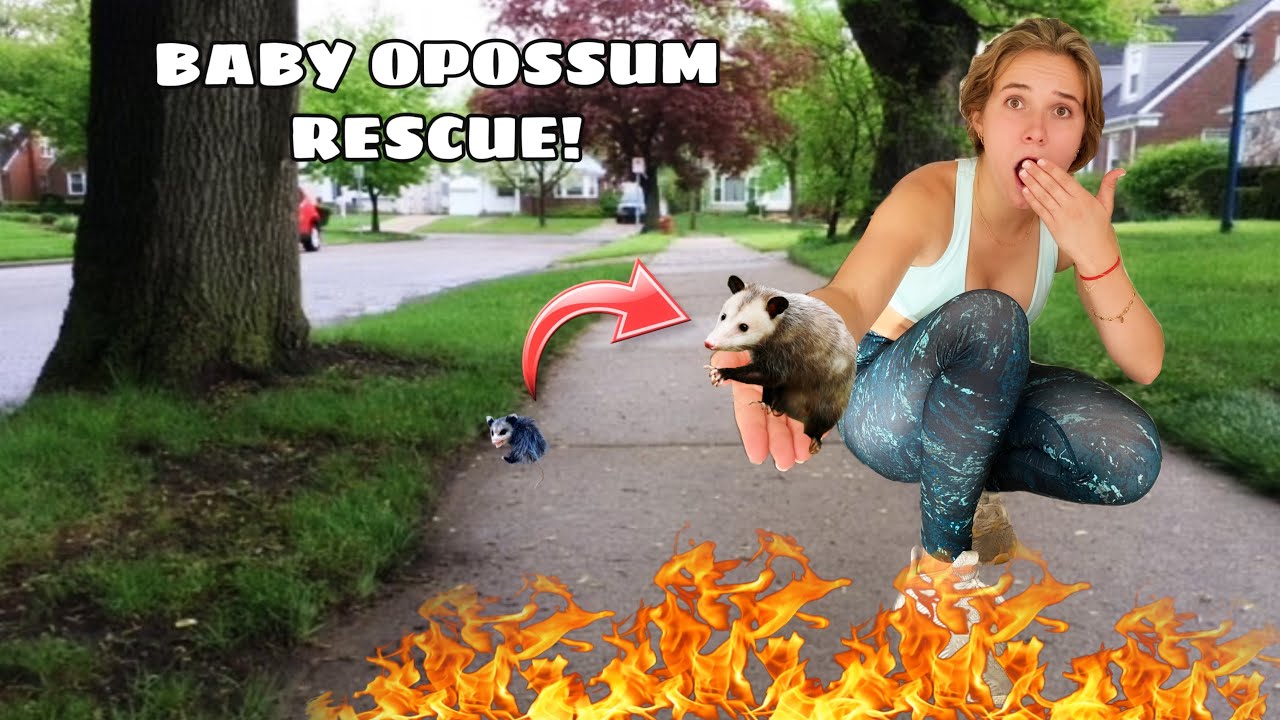 From sidewalk to safety: Baby opossum rescue story