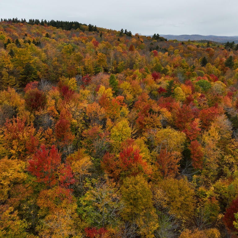 Fall foliage maps show when peak color is expected across the U.S.