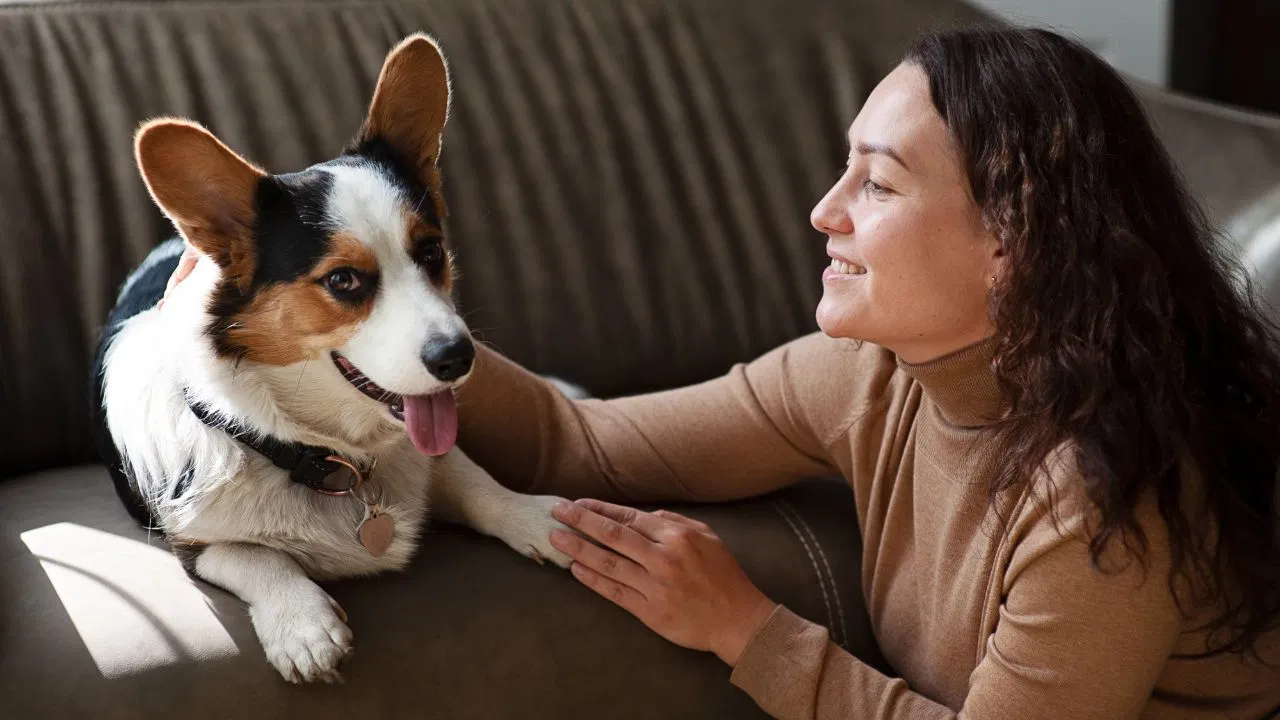 How to Train Your Pet at Home: Simple and Effective Methods